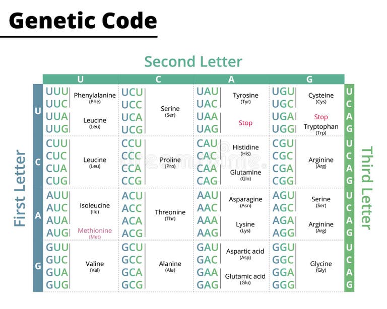 Chart of Genetic Code. RNA Codons To Protein Synthesis Stock Vector ...