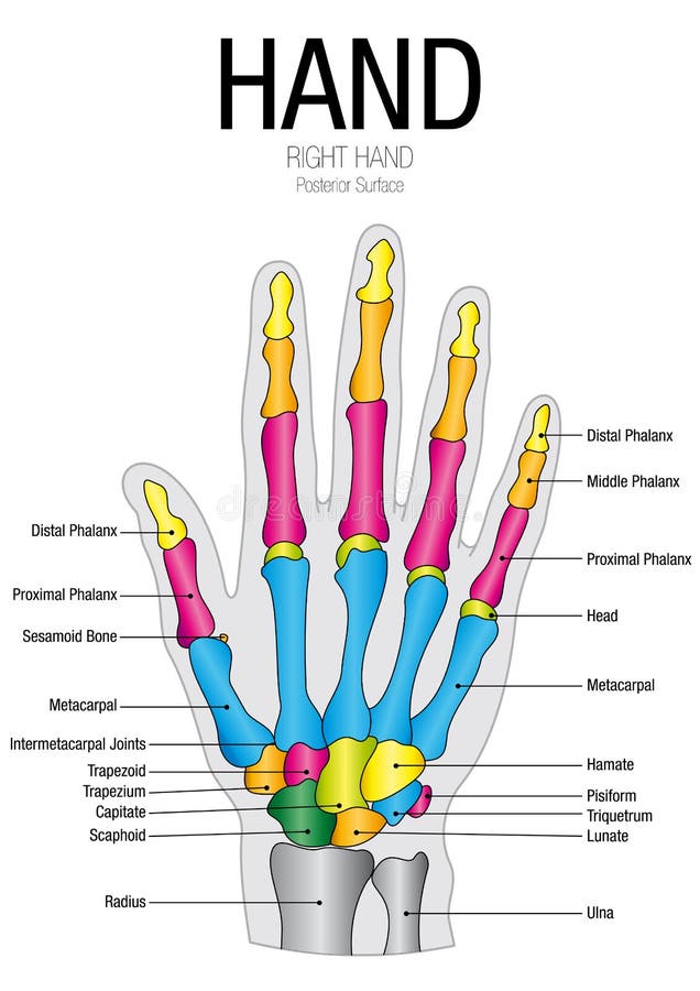 Surface Anatomy Of The Hand