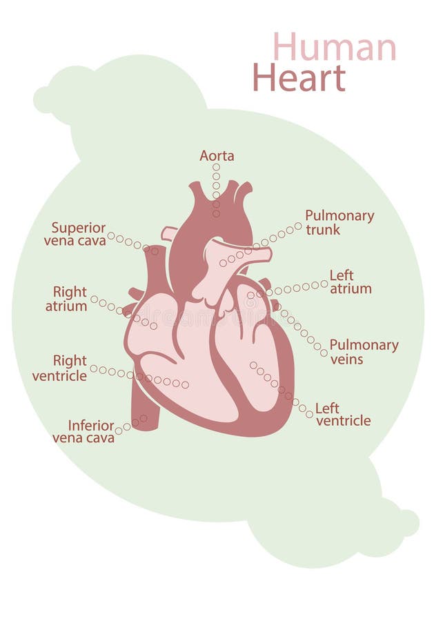 Chart of human heart stock illustration. Illustration of structure ...