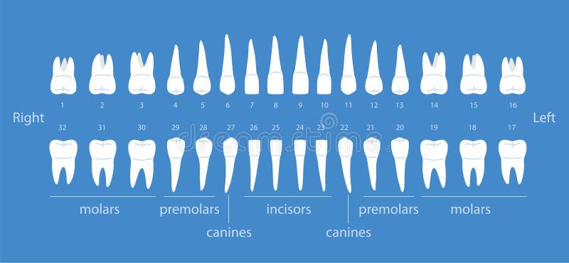 The Chart of Human Teeth, Vector Illustration Stock Vector ...