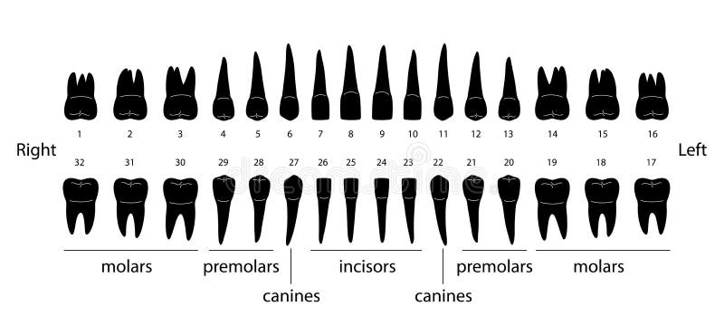 The Chart of Human Teeth, Vector Illustration Stock Vector ...