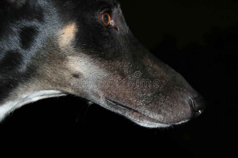 Chart polski background stock image. Image of hunting - 112105813