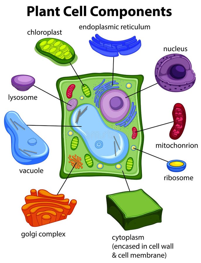 Chart Showing Plant Cell Components Stock Vector - Illustration of ...