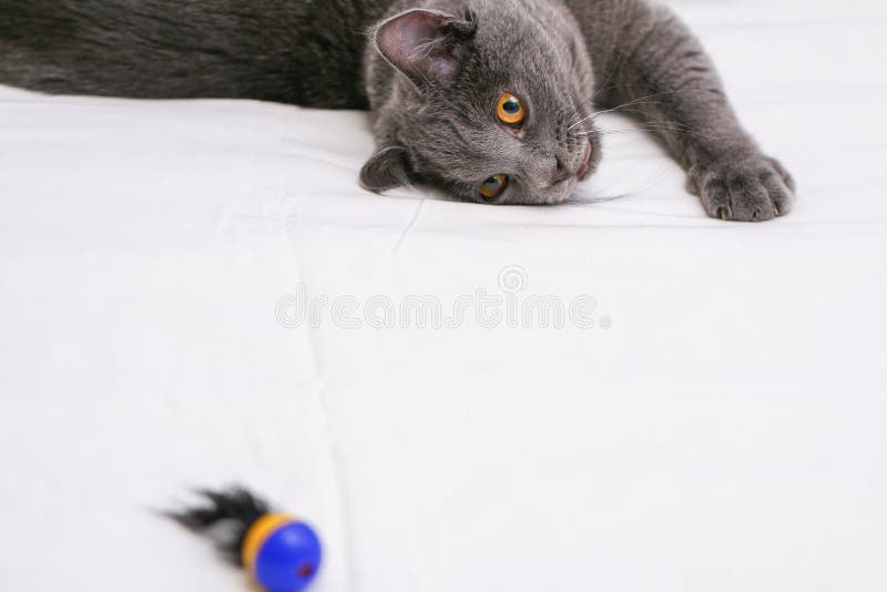 Chartreuse Ball Skirt Stock Photos - Free & Royalty-Free Stock Photos ...