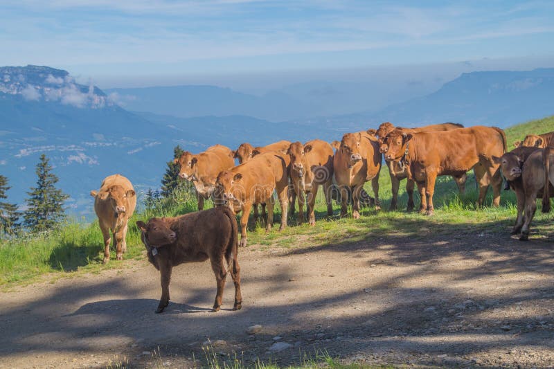 Chartreuse,isere,france stock photo. Image of herbivorous - 106345150