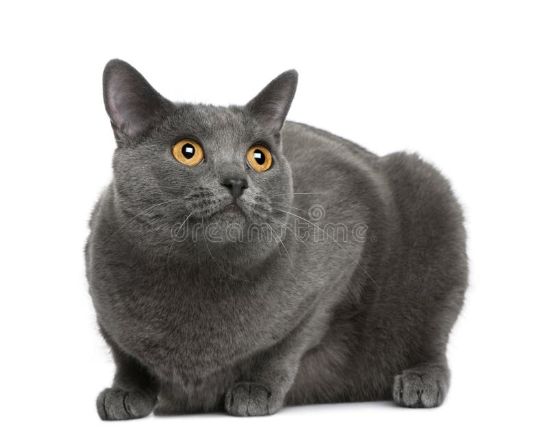 380 Chartreux White Front Stock Photos - Free & Royalty-Free Stock ...
