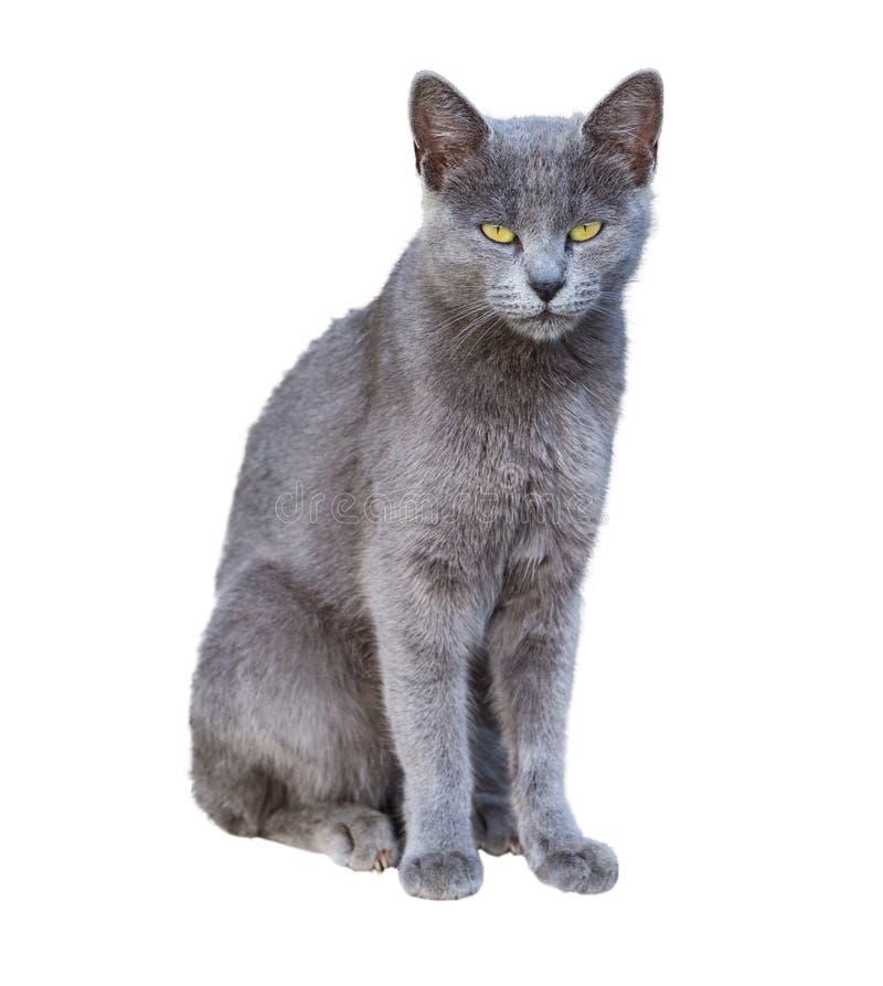 Chartreux cat stock photo. Image of furry, indoors, creature - 27092246