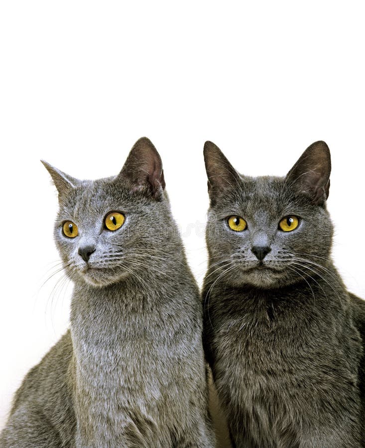 Chartreux Domestic Cat Against White Background Stock Photo - Image of ...