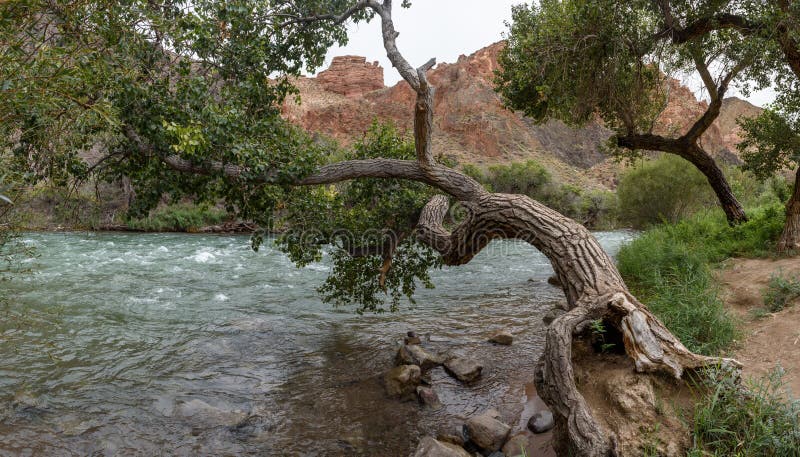 Charyn River in the Charyn Canyon. Stock Image - Image of beautiful ...
