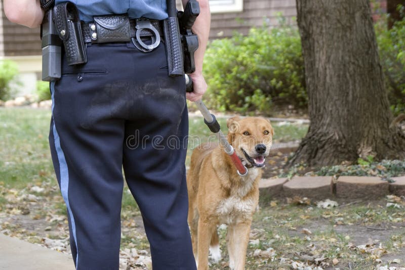 After the chase stock image. Image of stray, mean, canine - 1375887