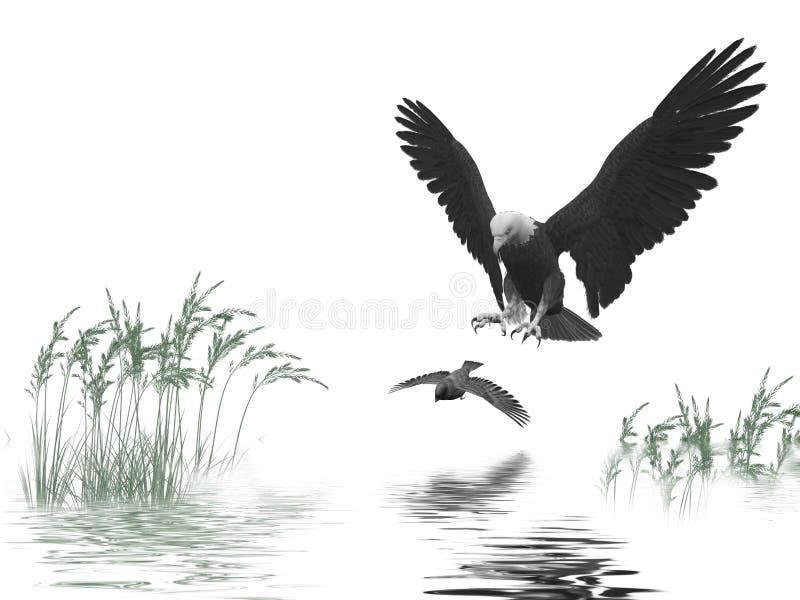 Eagle Chasing Stock Illustrations – 7 Eagle Chasing Stock Illustrations ...