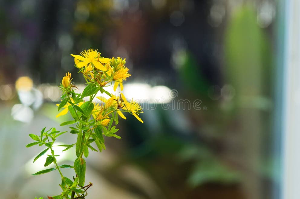 Chase devil stock photo. Image of wort, vegetal, spring - 53237668