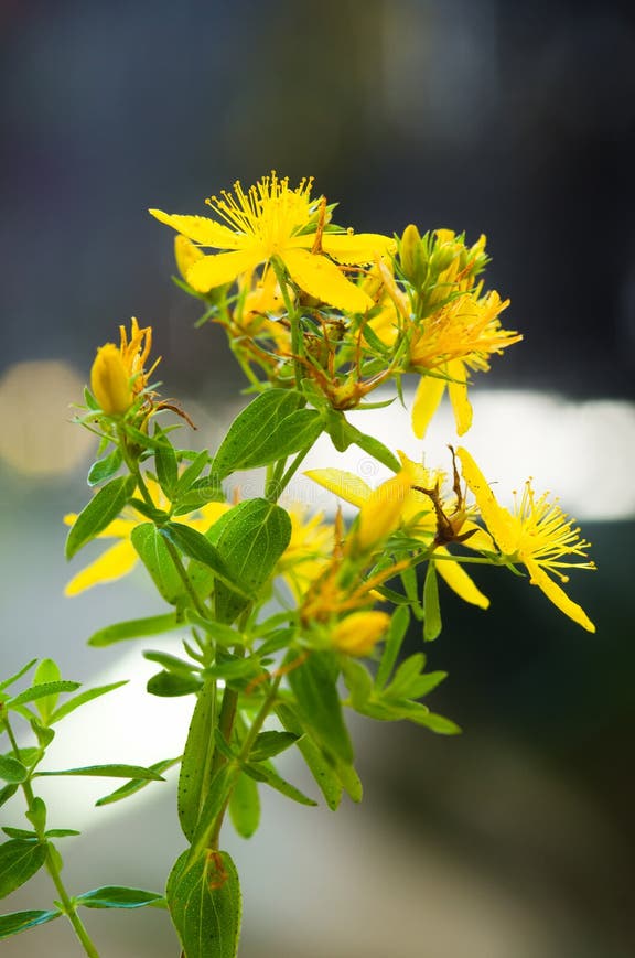 Chase devil stock photo. Image of hypericum, klamath - 53237812