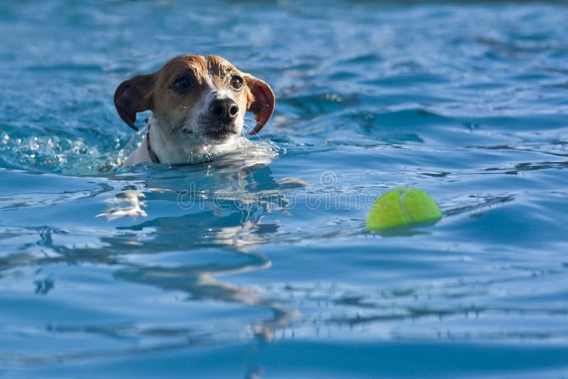 Dog in pool stock photo. Image of dogs, animals, spaniel - 5280660