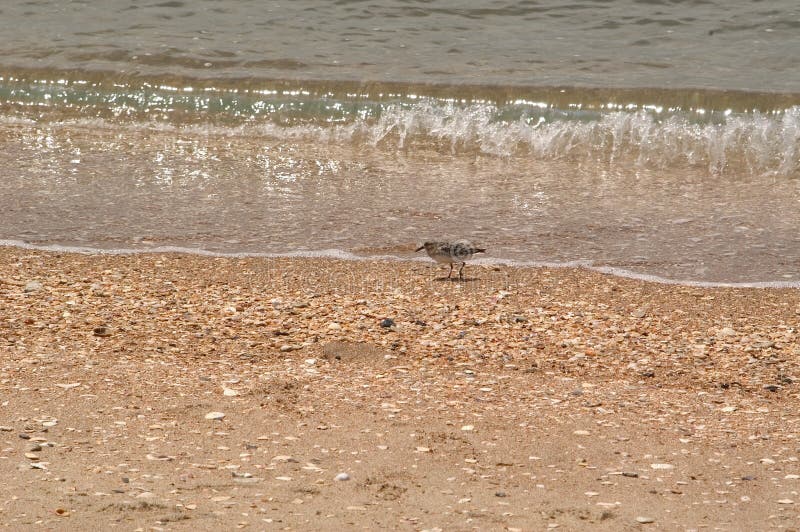 Chasing Bugs in the Surf stock photo. Image of outer, travel - 16706