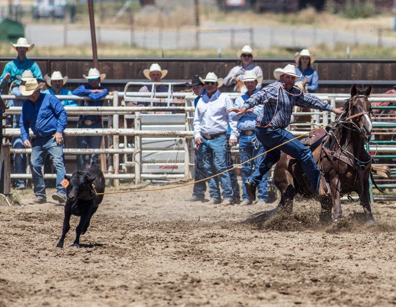 Chasing the Calf editorial image. Image of cowboy, danger - 93191170