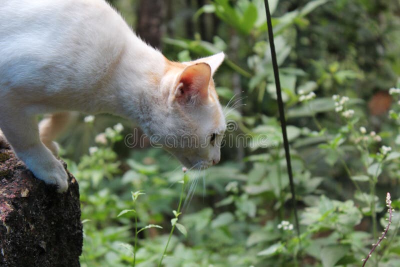 Chasing cat stock photo. Image of plant, flower, jungle - 230500180