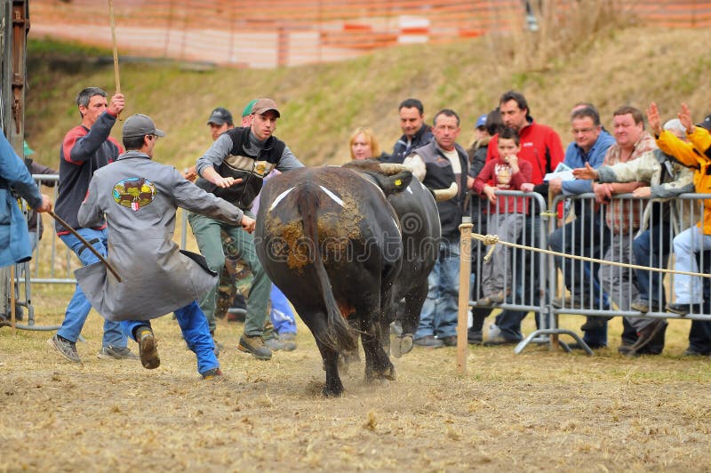 Chasing Cows editorial photography. Image of nendaz, arena - 19243507