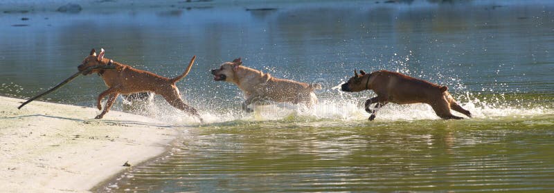 Chasing dogs stock image. Image of dogs, wetlands, canine - 21200599