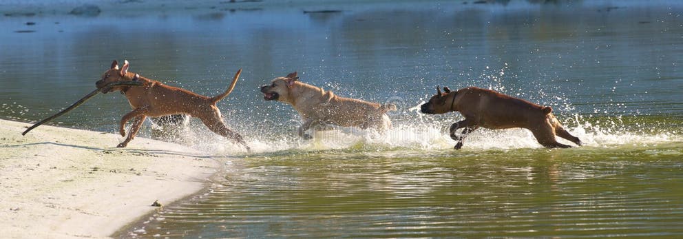 Chasing dogs stock image. Image of dogs, wetlands, canine - 21200599