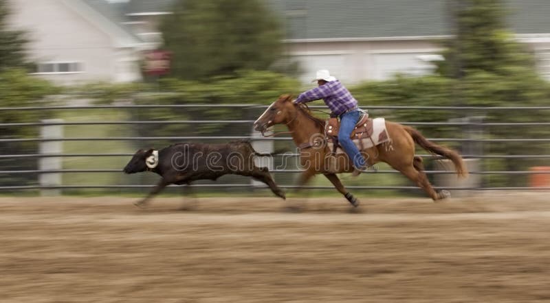Chasing Down the Cow Panning and Motion Blur Stock Photo - Image of ...