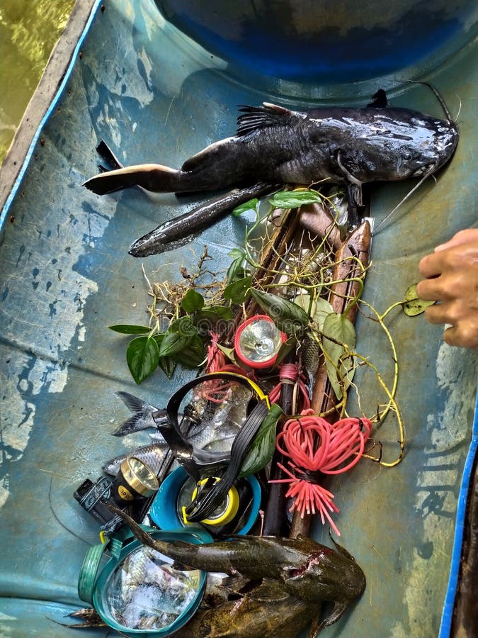Chasing Down Fish with Traditional Dayak Captured Tools Stock Image ...