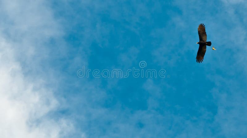 Silly Eagle stock photo. Image of bald, sitting, nature - 35492748