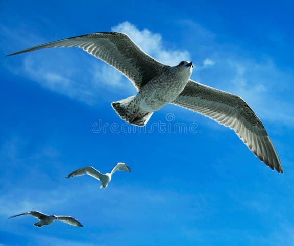 Chasing the leader stock image. Image of freedom, fish - 1204561