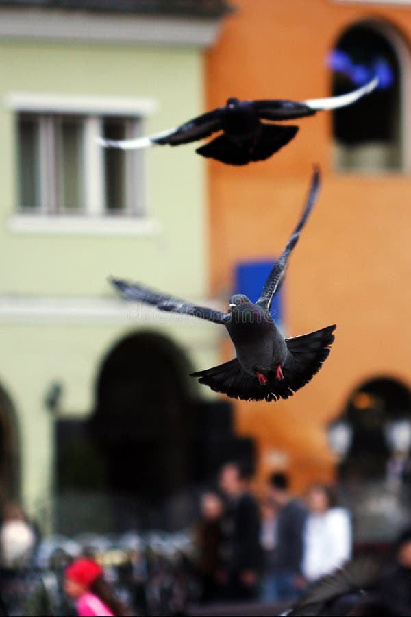 Chasing pigeons stock image. Image of hope, feather, animal - 9165209