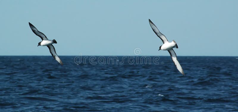 Chasing and playing stock image. Image of flight, bill - 632349