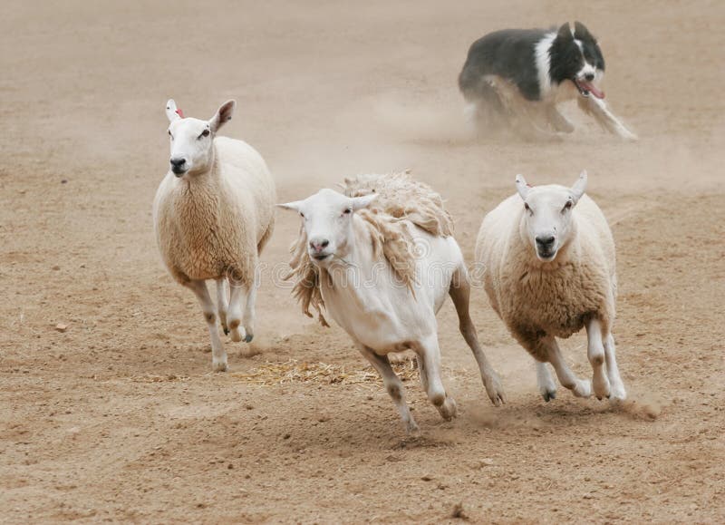 Chasing Sheep stock image. Image of field, following, dusty - 3234095