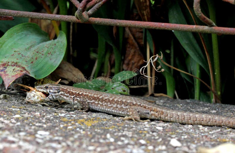 Chasse chanceuse image stock. Image du loquet, reptile - 46935583