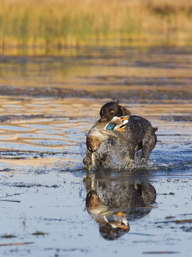 Un Chien De Chasse Avec Un Canard De Canard Pilet Photo stock - Image ...
