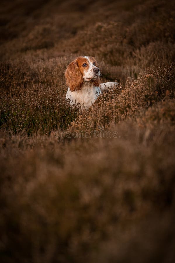 Cocker Avec La Coupe De Cheveux Drôle, Vue Verticale Image stock ...