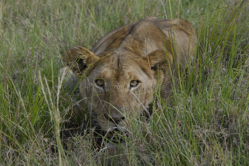 Lionne Chasser Le Lion Panthera Namibie Photo stock - Image du ...