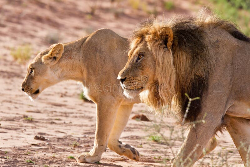 La Lionne Chasse Dans La Savane Image stock - Image du savane, nature ...