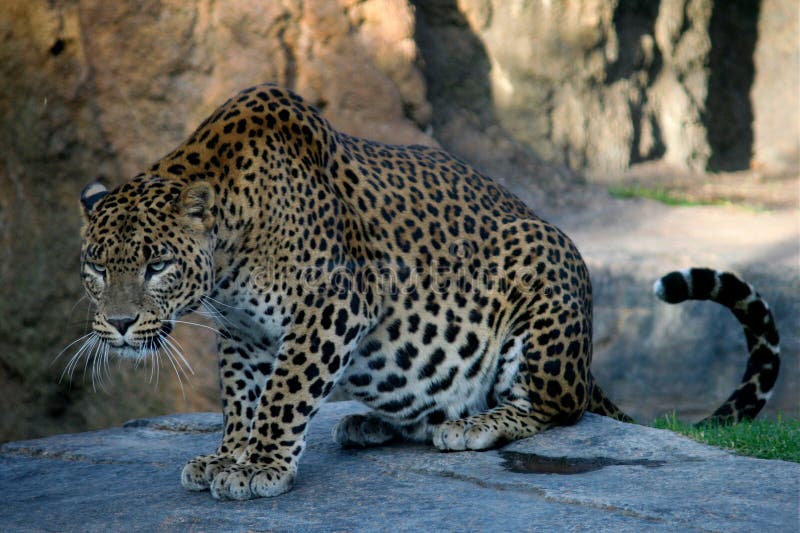 Chasse Au Panthère Noire En Afrique Image stock - Image du panthère ...