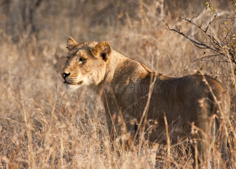 Chasse femelle de lion photo stock. Image du serengeti - 1215826