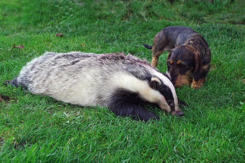 Chasseur Teckel Avec Un Blaireau Photo stock - Image du insignes ...