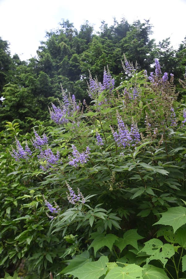 Chaste tree flowers. stock image. Image of garden, blooming - 225893891