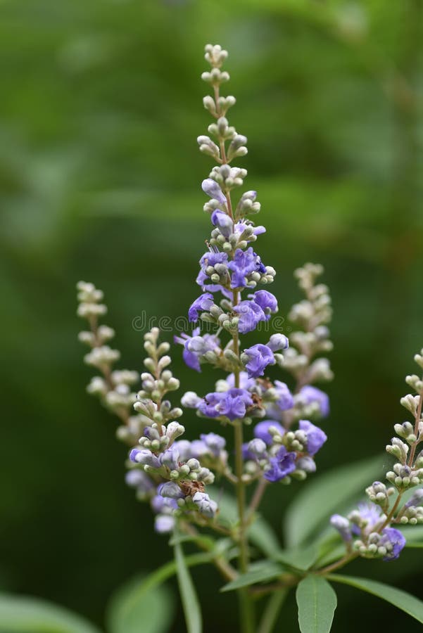Chaste tree flowers. stock photo. Image of balm, macro - 225893894