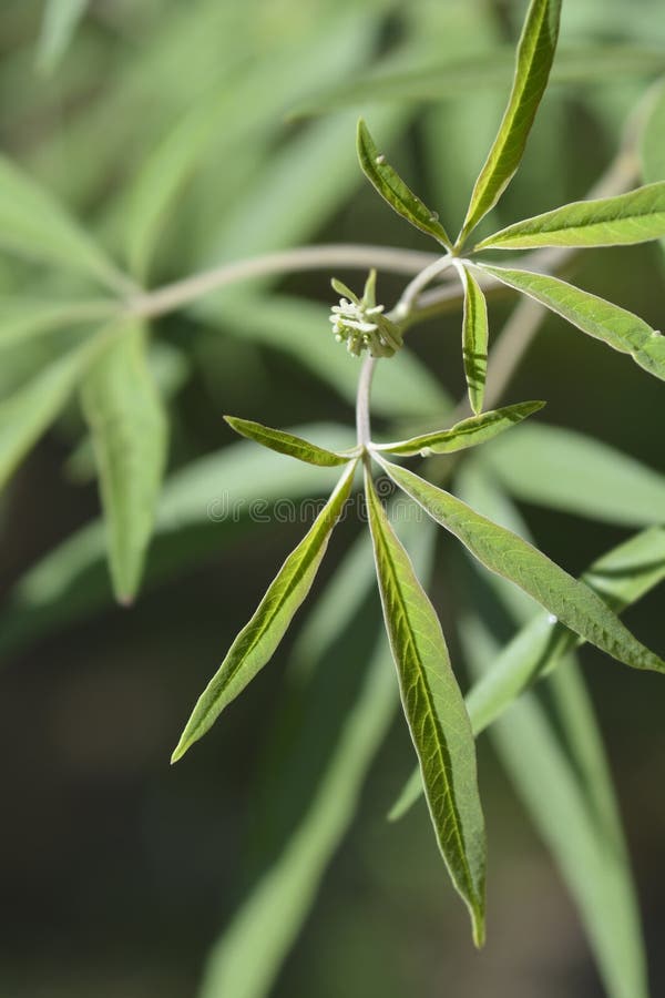 Chaste tree stock image. Image of castus, balm, green - 287506753