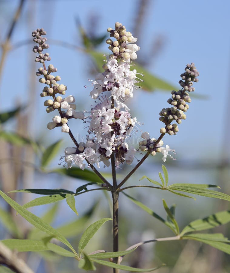 Chaste tree in blossom. stock image. Image of pepper - 126035649