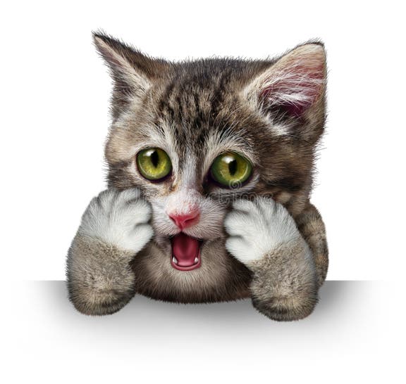 Chat étonné illustration stock. Illustration du yeux - 48005202