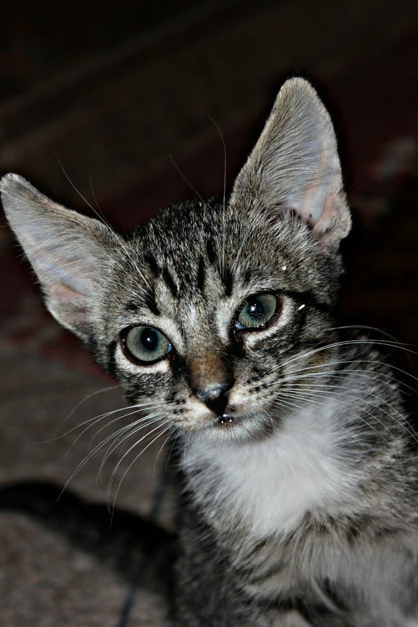 Chatouille ma chatte image stock. Image du domestique - 163505237