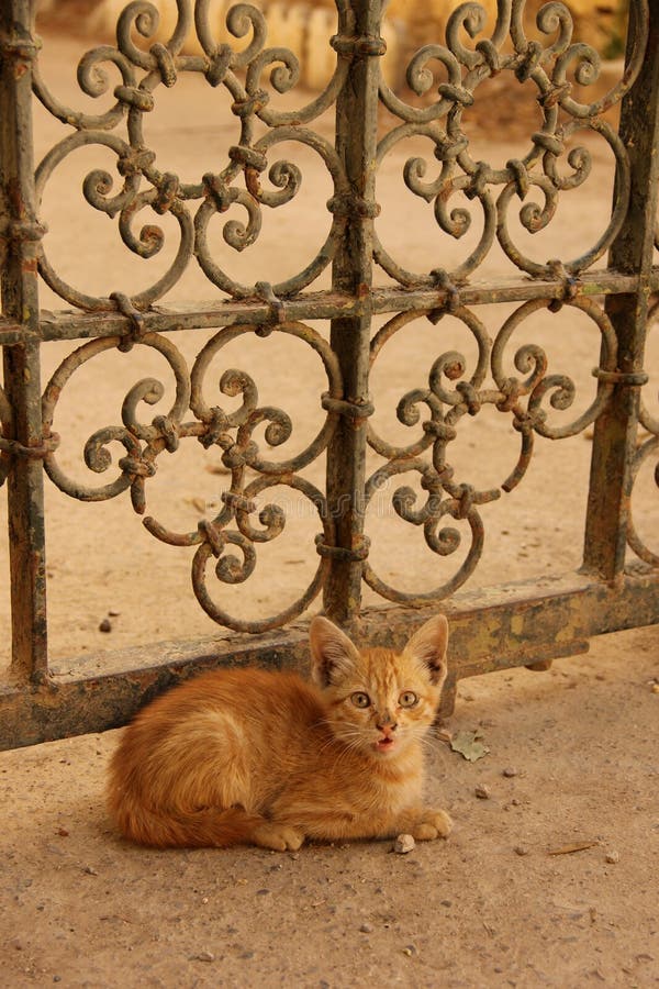 276 Photos de Chat Marocain Mignon - Photos de stock gratuites et ...