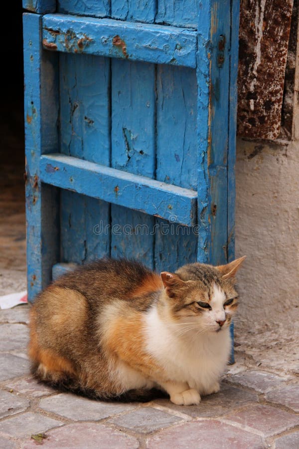 237 Chat Marocain Mignon Photos libres de droits et gratuites de Dreamstime