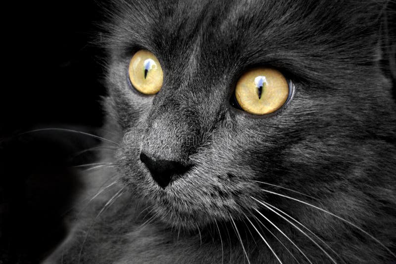 Chat la nuit photo stock. Image du nuit, chat - 96994718