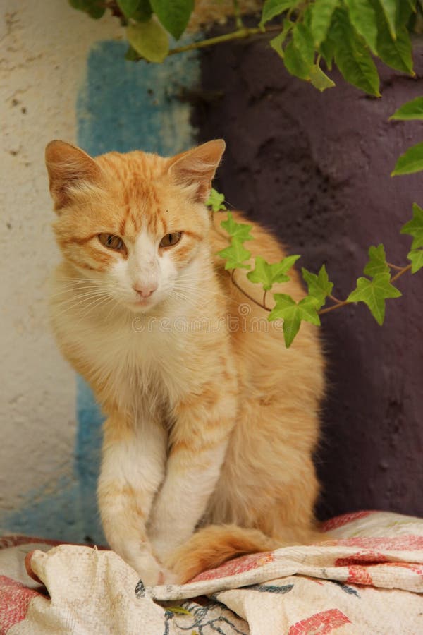 276 Photos de Chat Marocain Mignon - Photos de stock gratuites et ...