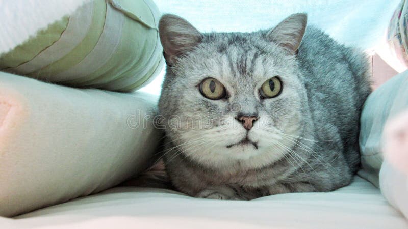 Chat 075 Picture. Image: 88035820